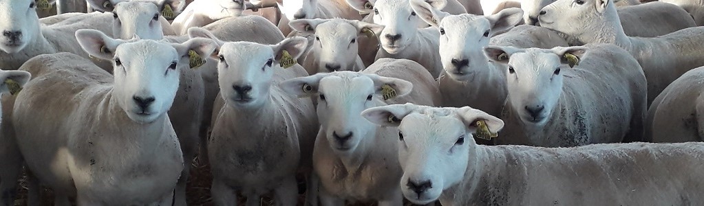 GDS de Bourgogne - Franche-Comté - Varron ou hypodermose bovine