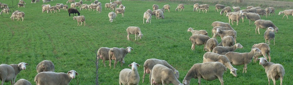 GDS de Bourgogne - Franche-Comté - Varron ou hypodermose bovine