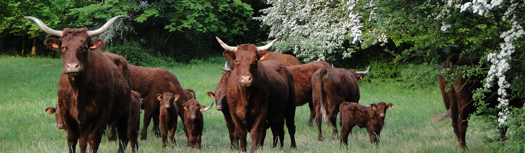 GDS de Bourgogne - Franche-Comté - Varron ou hypodermose bovine